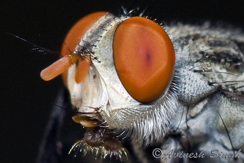 40+ Examples of Close up Macro Photography of Insects – EntertainmentMesh