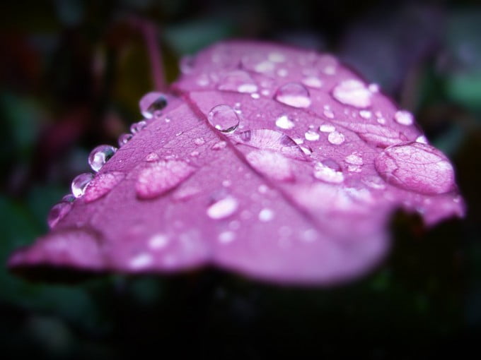 40+ Examples of Beautiful Purple Nature Colors Photography ...