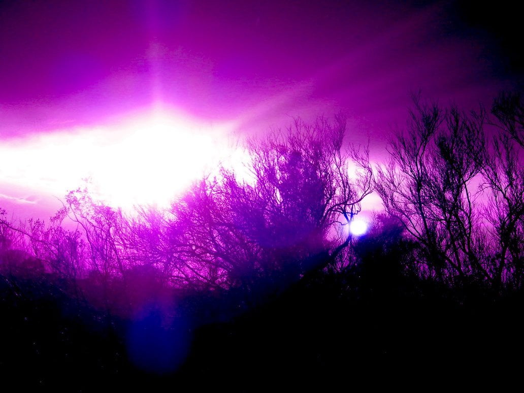 40+ Examples of Beautiful Purple Nature Colors Photography ...