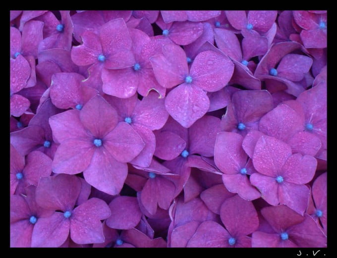 40+ Examples of Beautiful Purple Nature Colors Photography ...