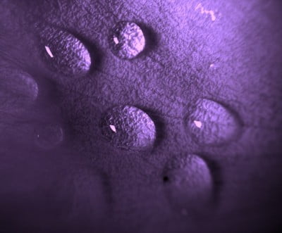 40+ Examples of Beautiful Purple Nature Colors Photography ...