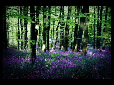 40+ Examples of Beautiful Purple Nature Colors Photography ...
