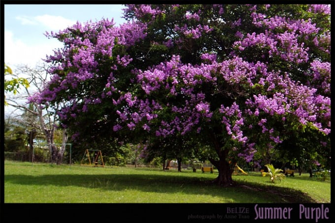 40+ Examples of Beautiful Purple Nature Colors Photography ...