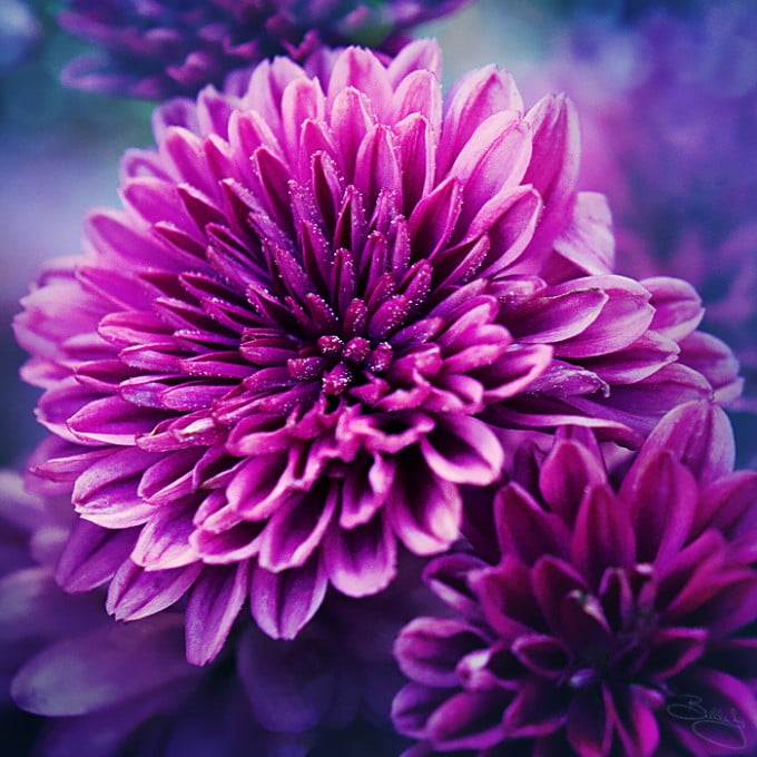 40+ Examples of Beautiful Purple Nature Colors Photography ...