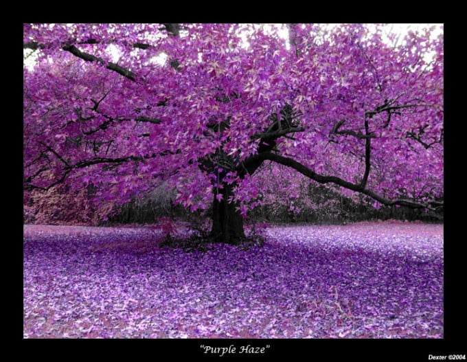 40+ Examples of Beautiful Purple Nature Colors Photography ...