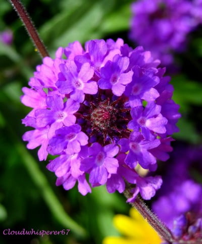 40+ Examples of Beautiful Purple Nature Colors Photography ...