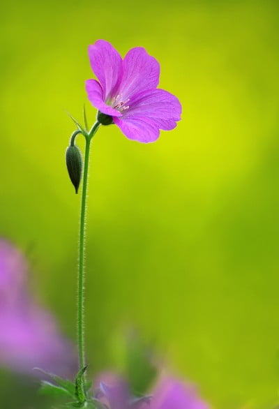 40+ Examples of Beautiful Purple Nature Colors Photography ...