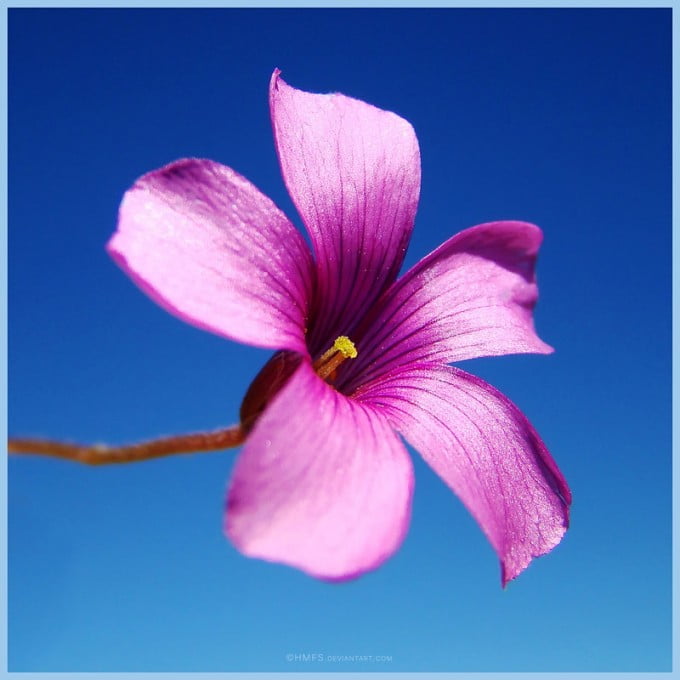 40+ Examples of Beautiful Purple Nature Colors Photography ...