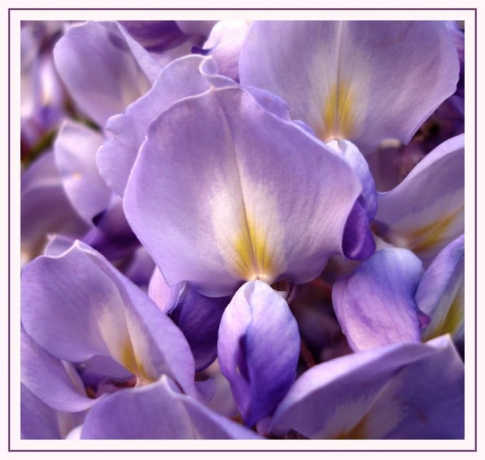 40+ Examples of Beautiful Purple Nature Colors Photography ...