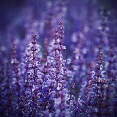 40+ Examples of Beautiful Purple Nature Colors Photography ...