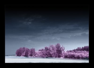 40+ Examples of Beautiful Purple Nature Colors Photography ...