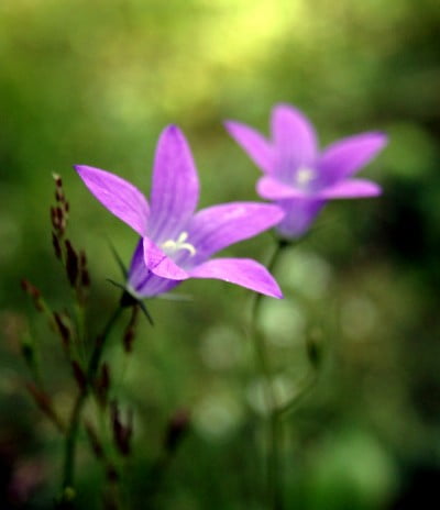 40+ Examples of Beautiful Purple Nature Colors Photography ...