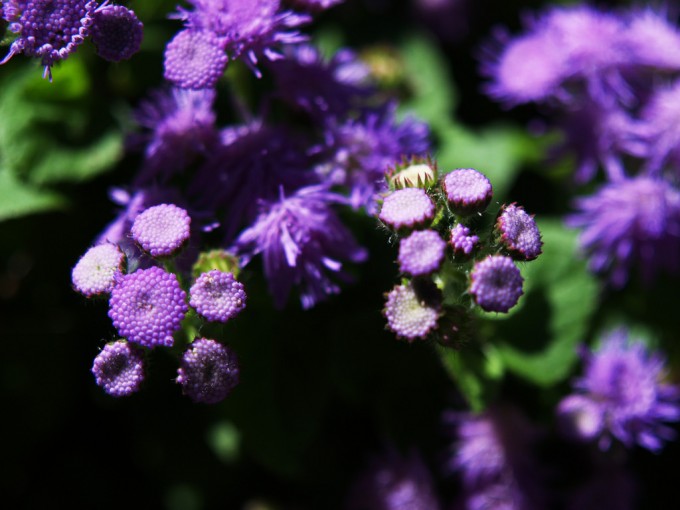 20 Exquisite and Breathtaking Photos Of Purple Flowers – EntertainmentMesh