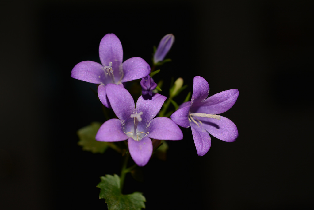 20 Exquisite and Breathtaking Photos Of Purple Flowers – EntertainmentMesh