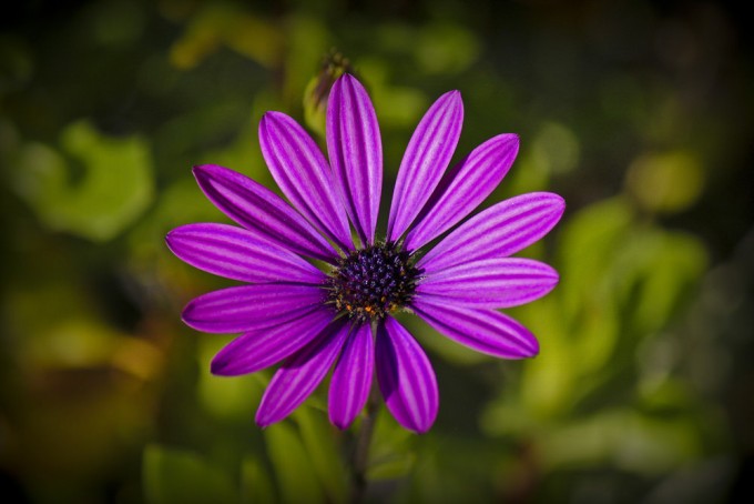 20 Exquisite and Breathtaking Photos Of Purple Flowers – EntertainmentMesh