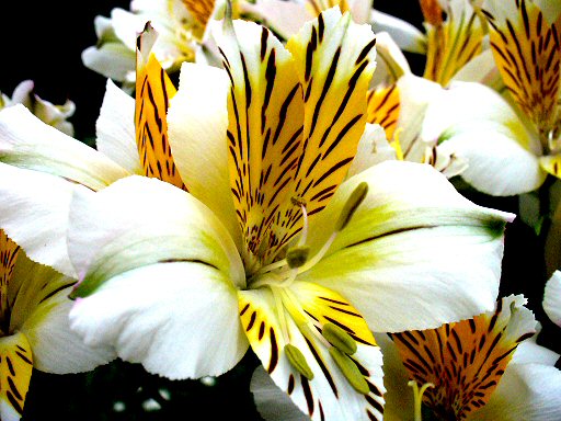 60 Examples of Beautiful Flower Photography