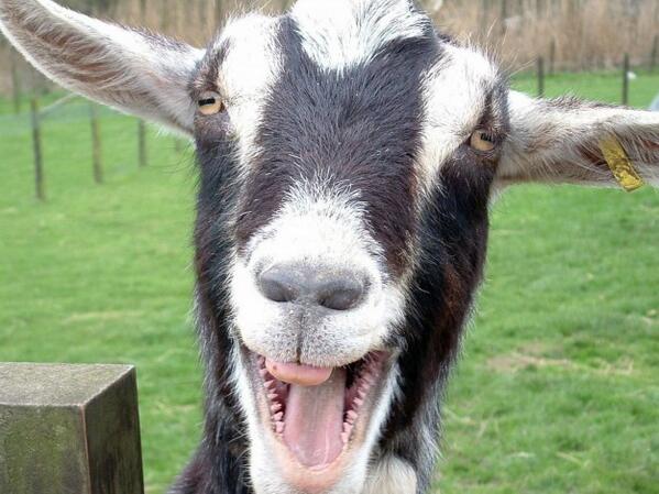 funny goat screaming photo – EntertainmentMesh