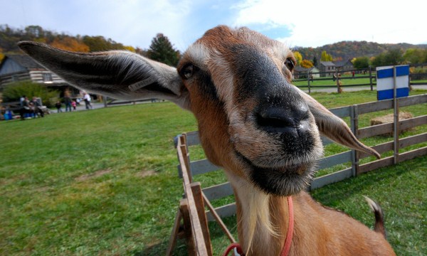 goat funny face photos – EntertainmentMesh