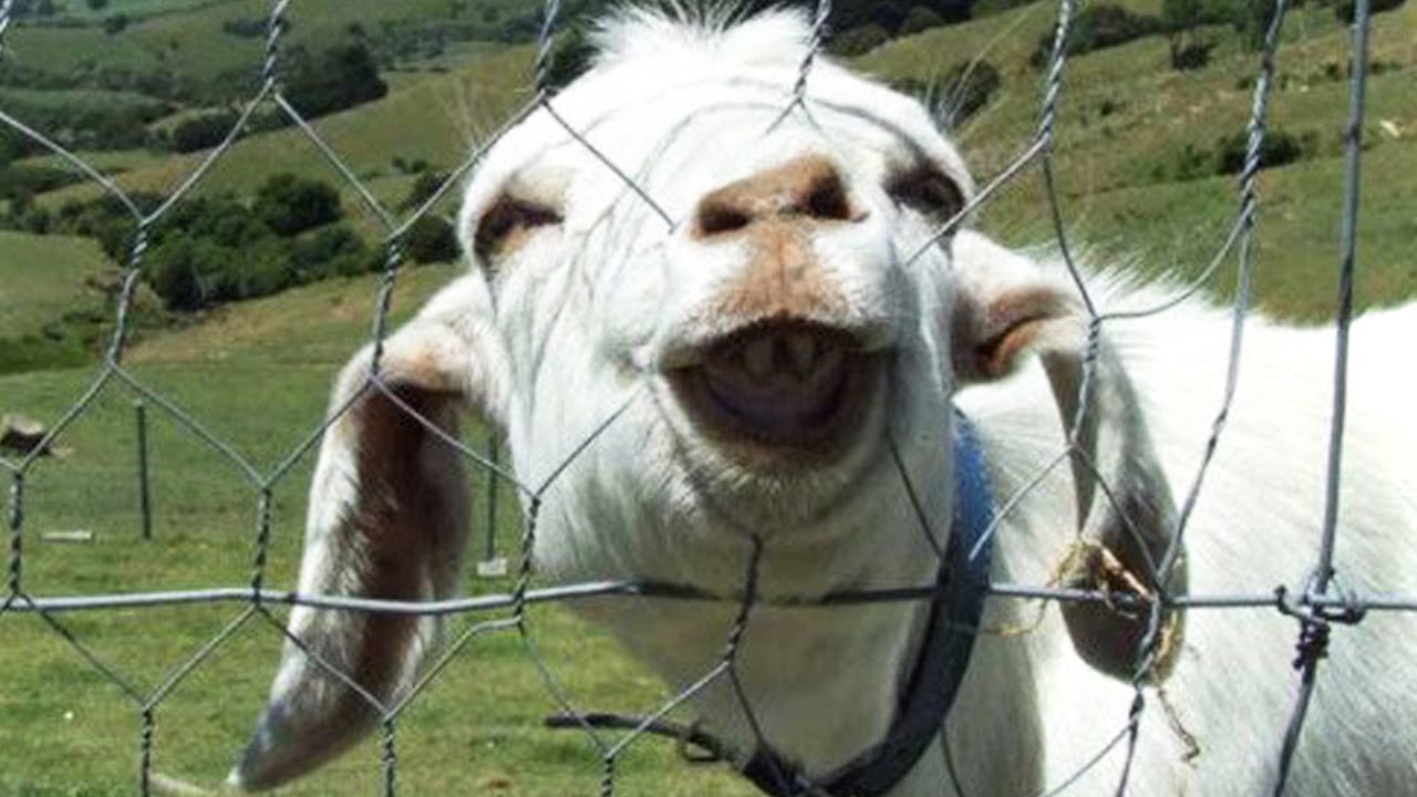29 Adorable Funny Goat Pictures