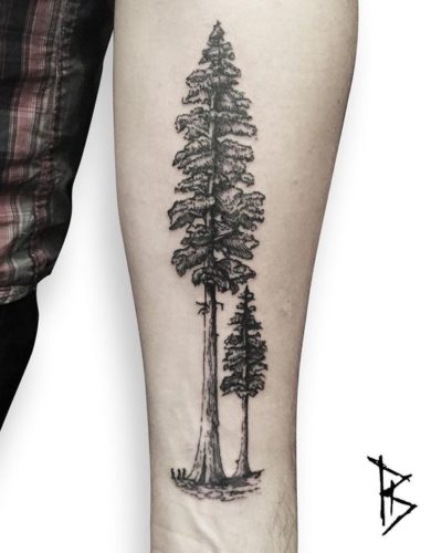 25+ Evergreen Tree Tattoo Designs and Ideas – EntertainmentMesh